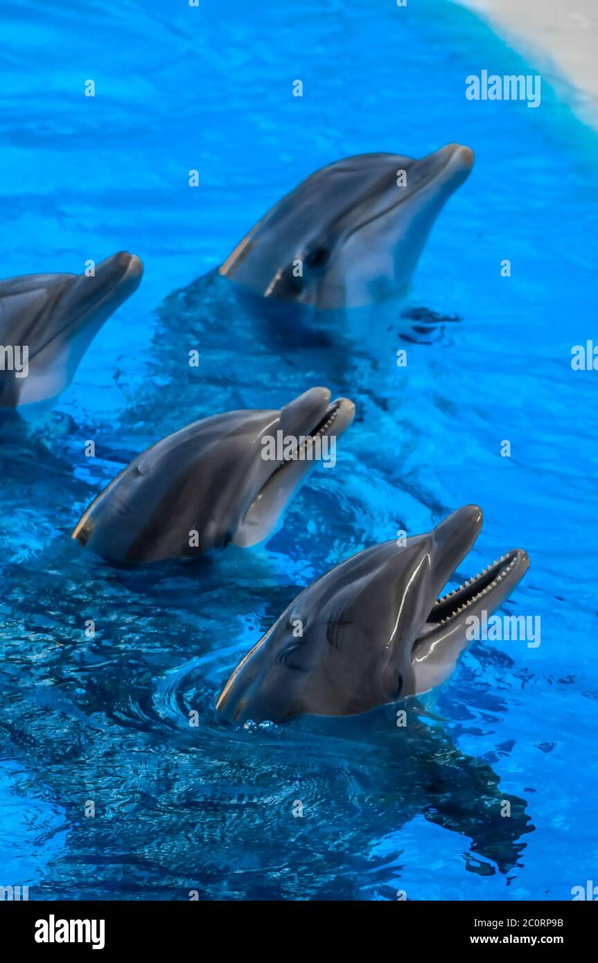 Funny Dolphins Stock Photo - Alamy