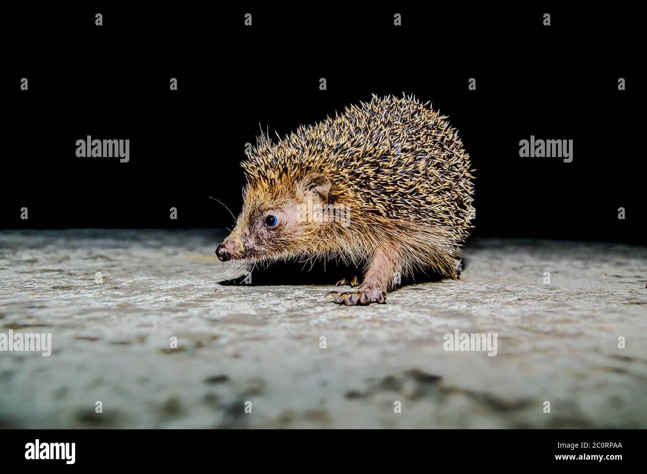 european hedgehog