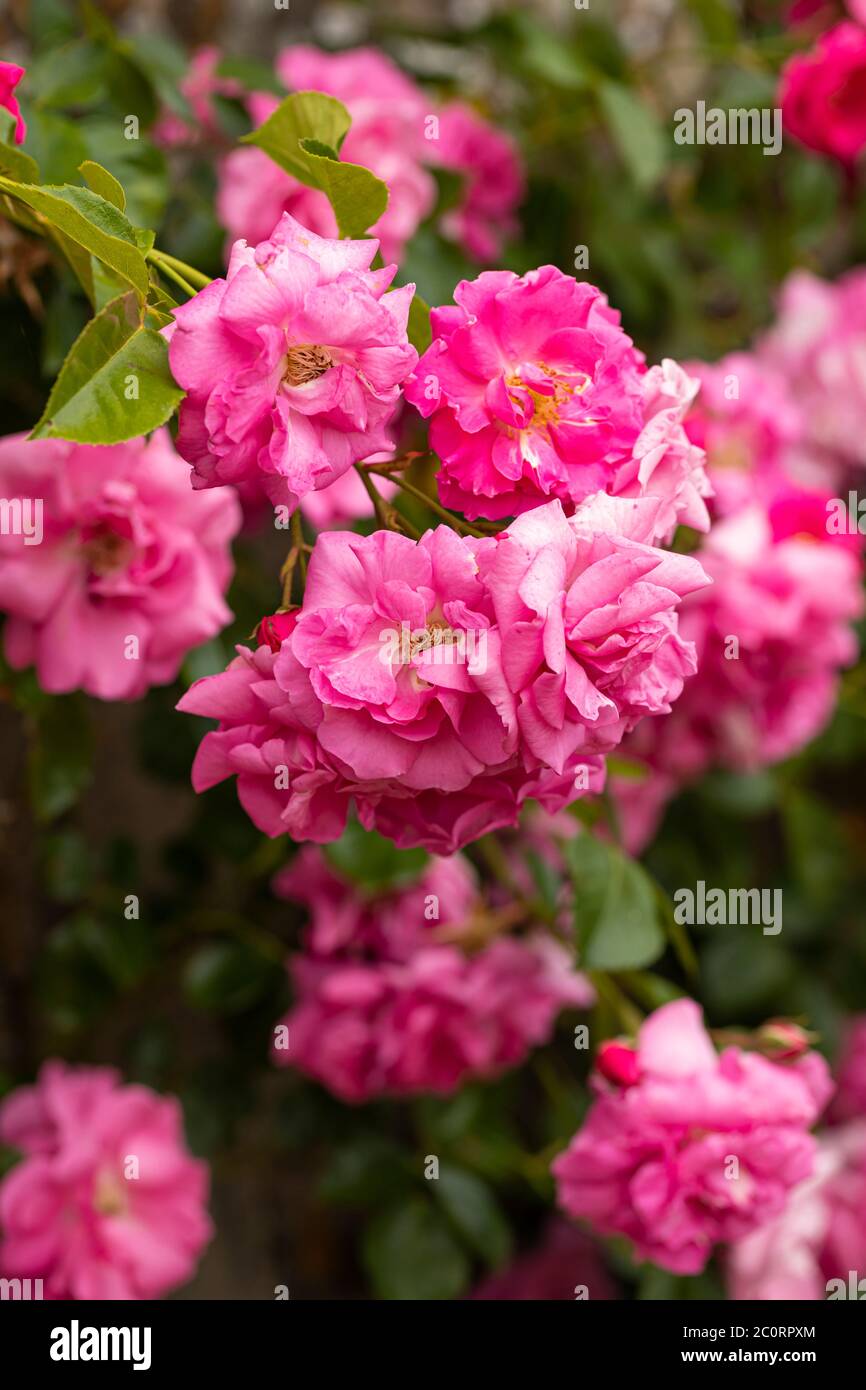 Pink climbing rose hi-res stock photography and images - Alamy