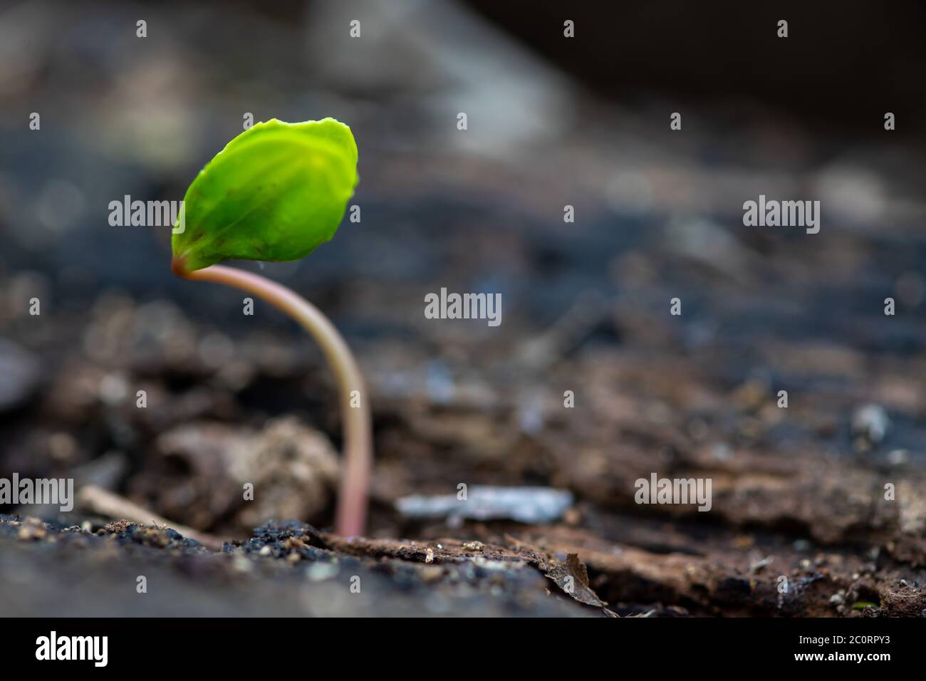 Sprouting seeds, new life concept. Sprouted seeds growing from the ...
