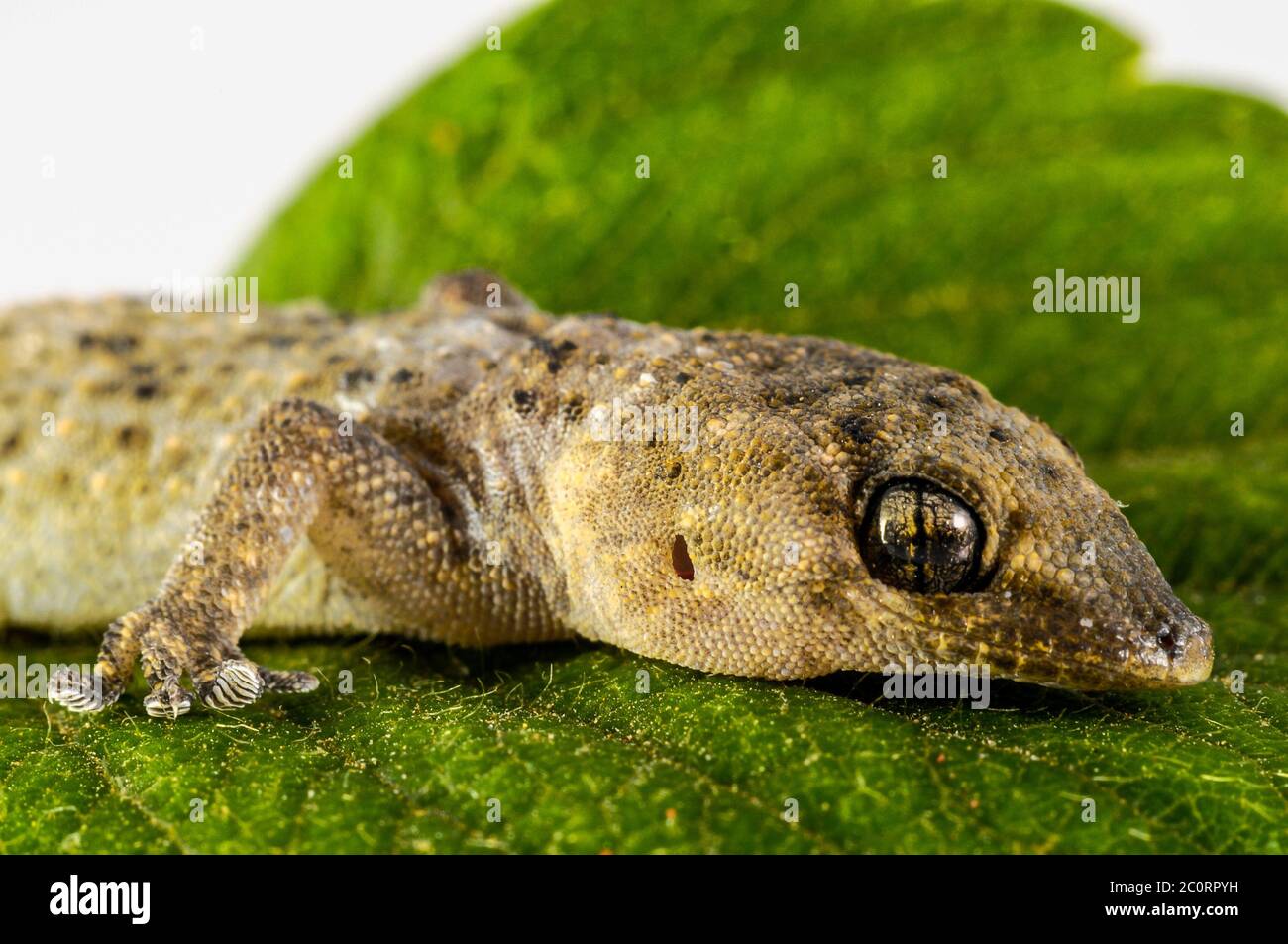 Gekko leaf hi-res stock photography and images - Alamy