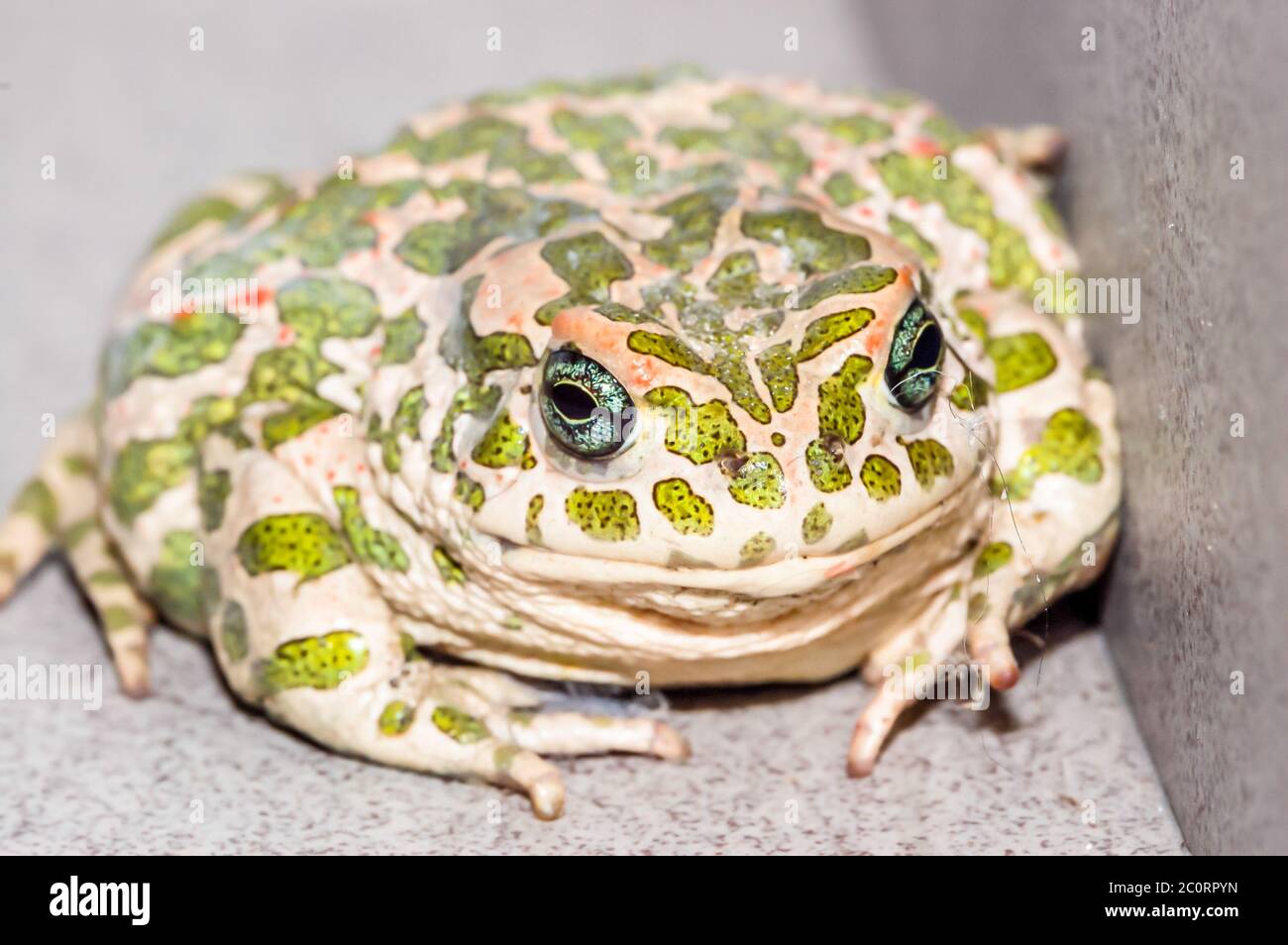 Common European Toad Stock Photo - Alamy