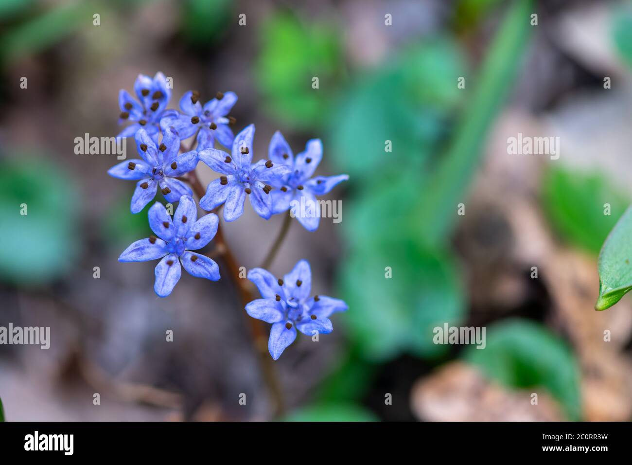 Close-up of forget me nots flowers growing in the garden between dry ...