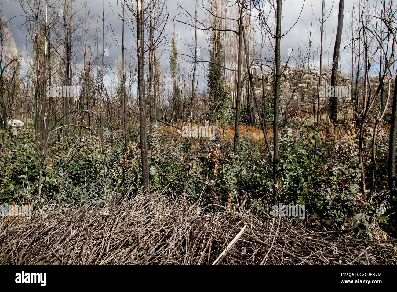 Eucalyptus forest deforestation hi-res stock photography and images - Alamy