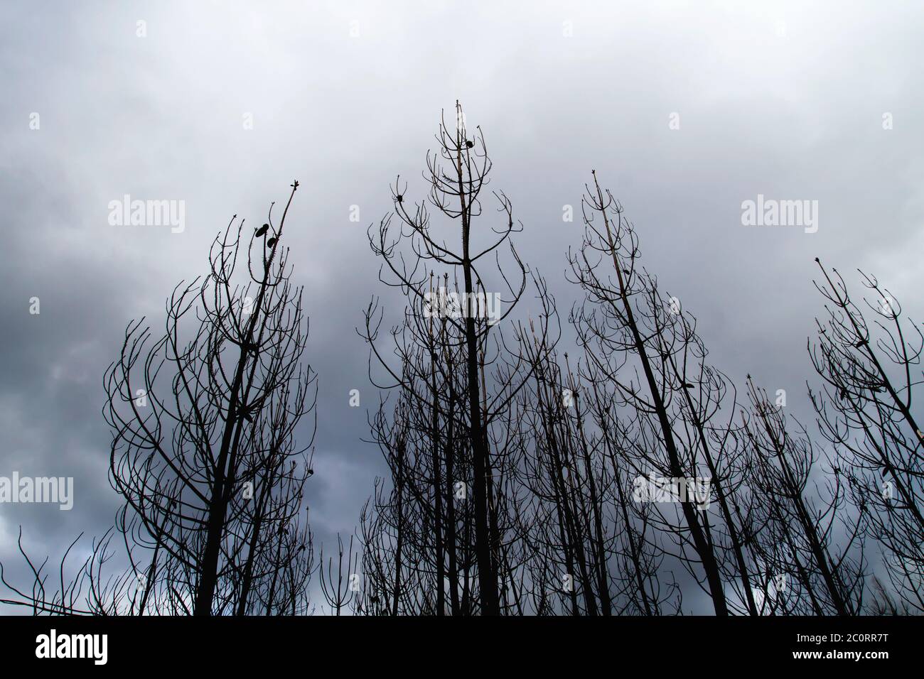 Burned trees after a wildfire Stock Photo - Alamy