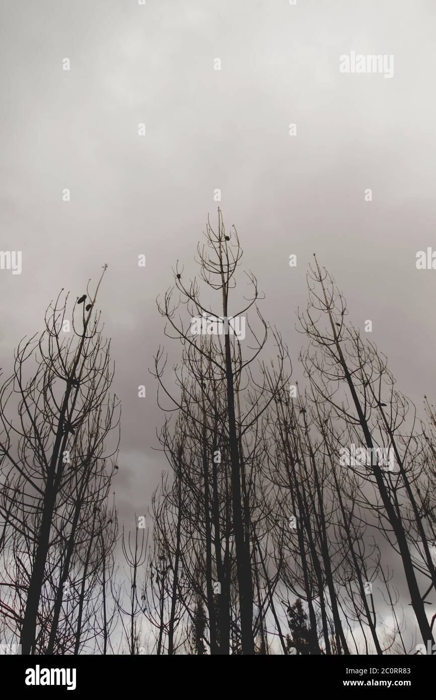 Burned trees after a wildfire Stock Photo - Alamy