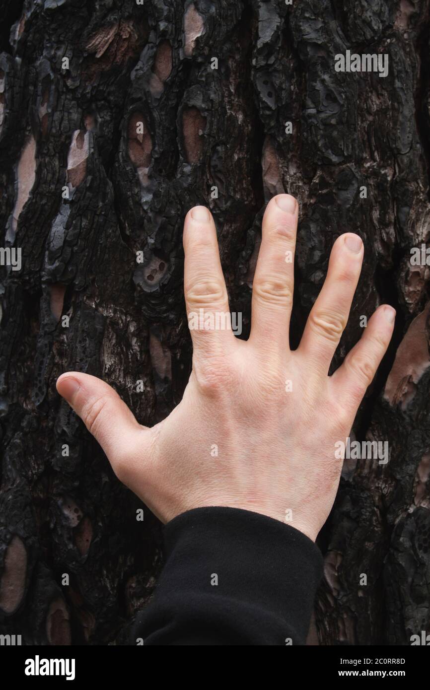 Human hand touching the bark of a burned tree trunk after a wildfire ...