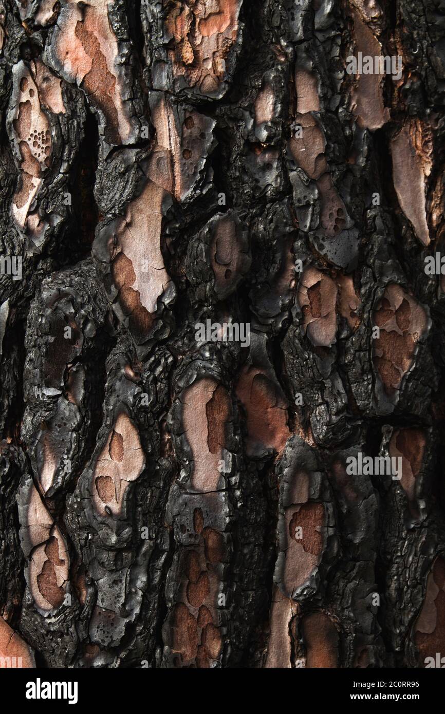 Burned tree bark texture after a forest fire Stock Photo - Alamy