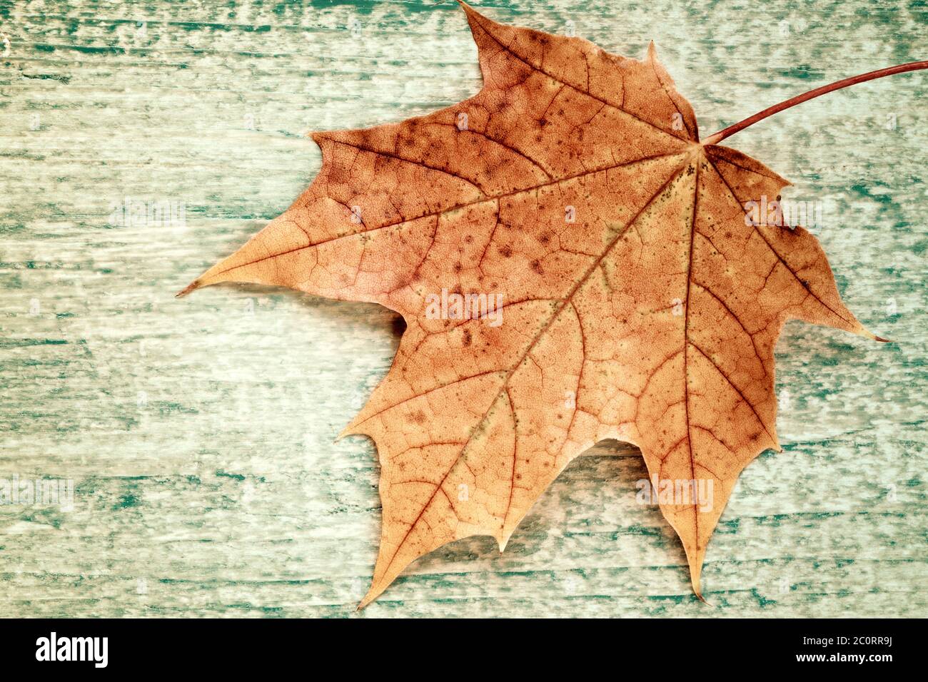 Maple wood texture hi-res stock photography and images - Alamy