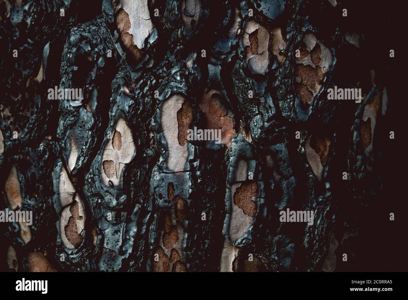 Burned tree bark texture after a forest fire Stock Photo - Alamy