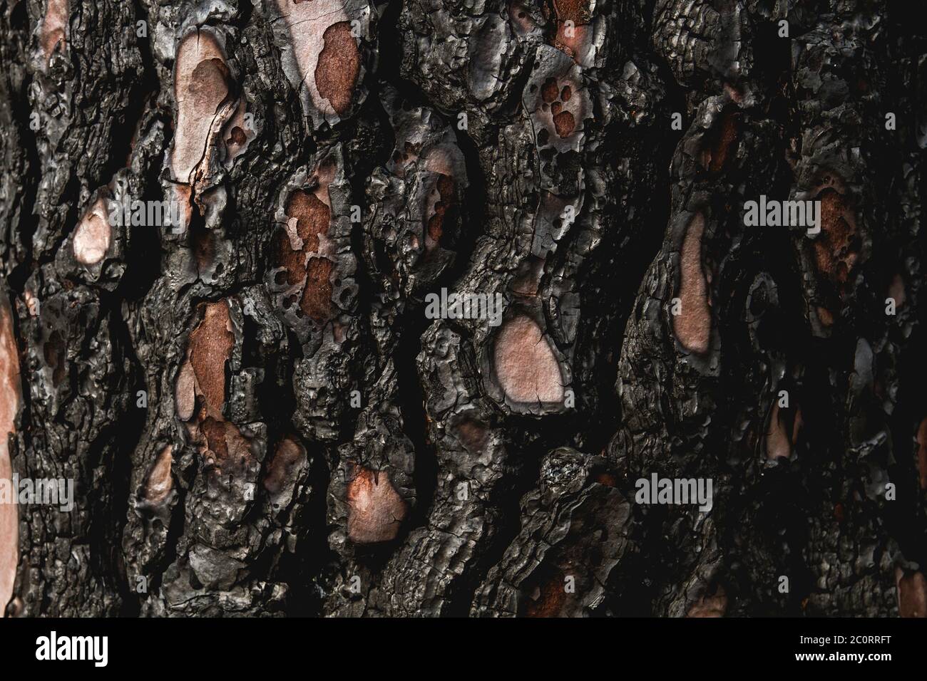 Burned tree bark texture after a forest fire Stock Photo - Alamy