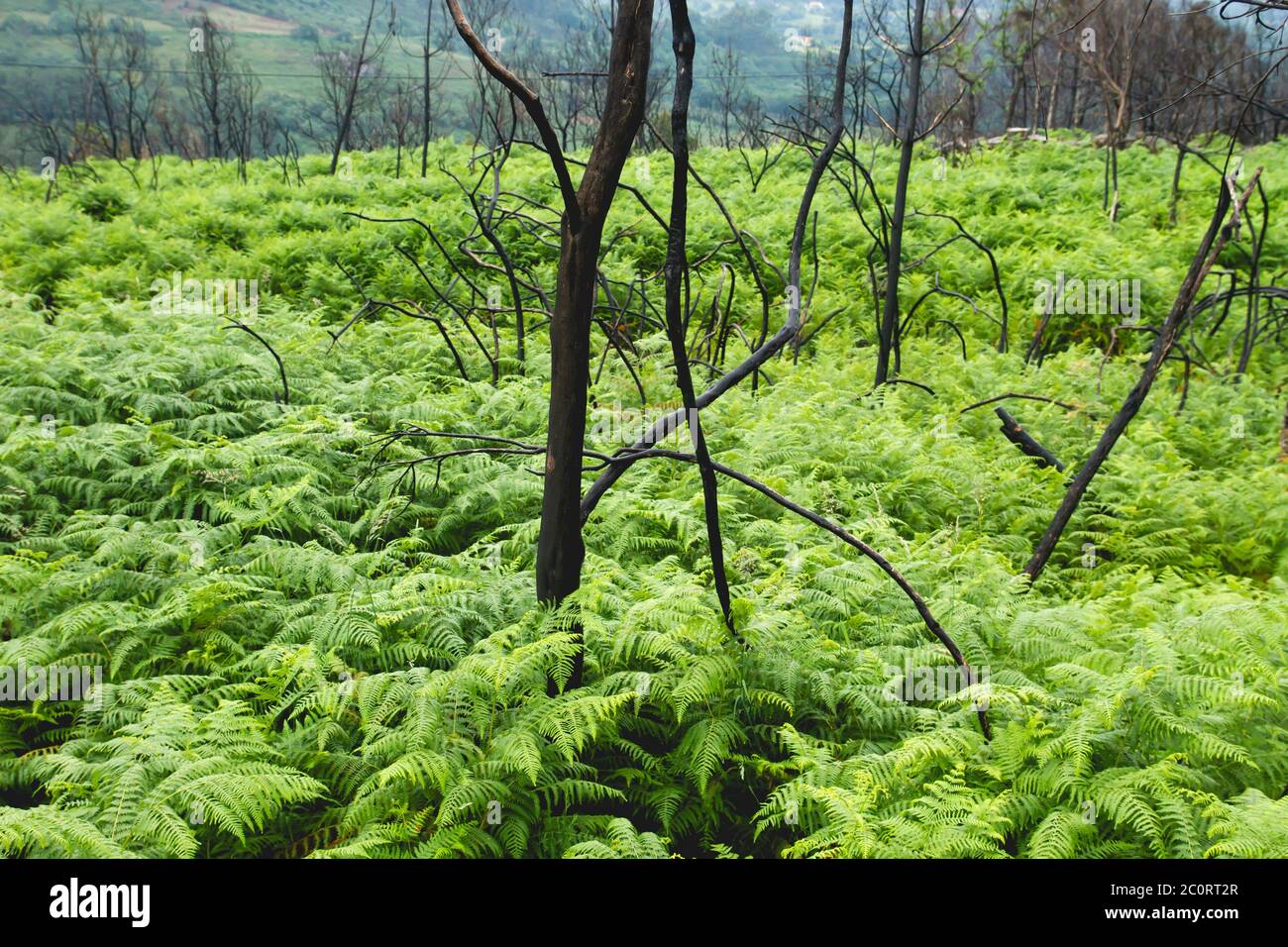 Natural landscape after human hi-res stock photography and images - Alamy