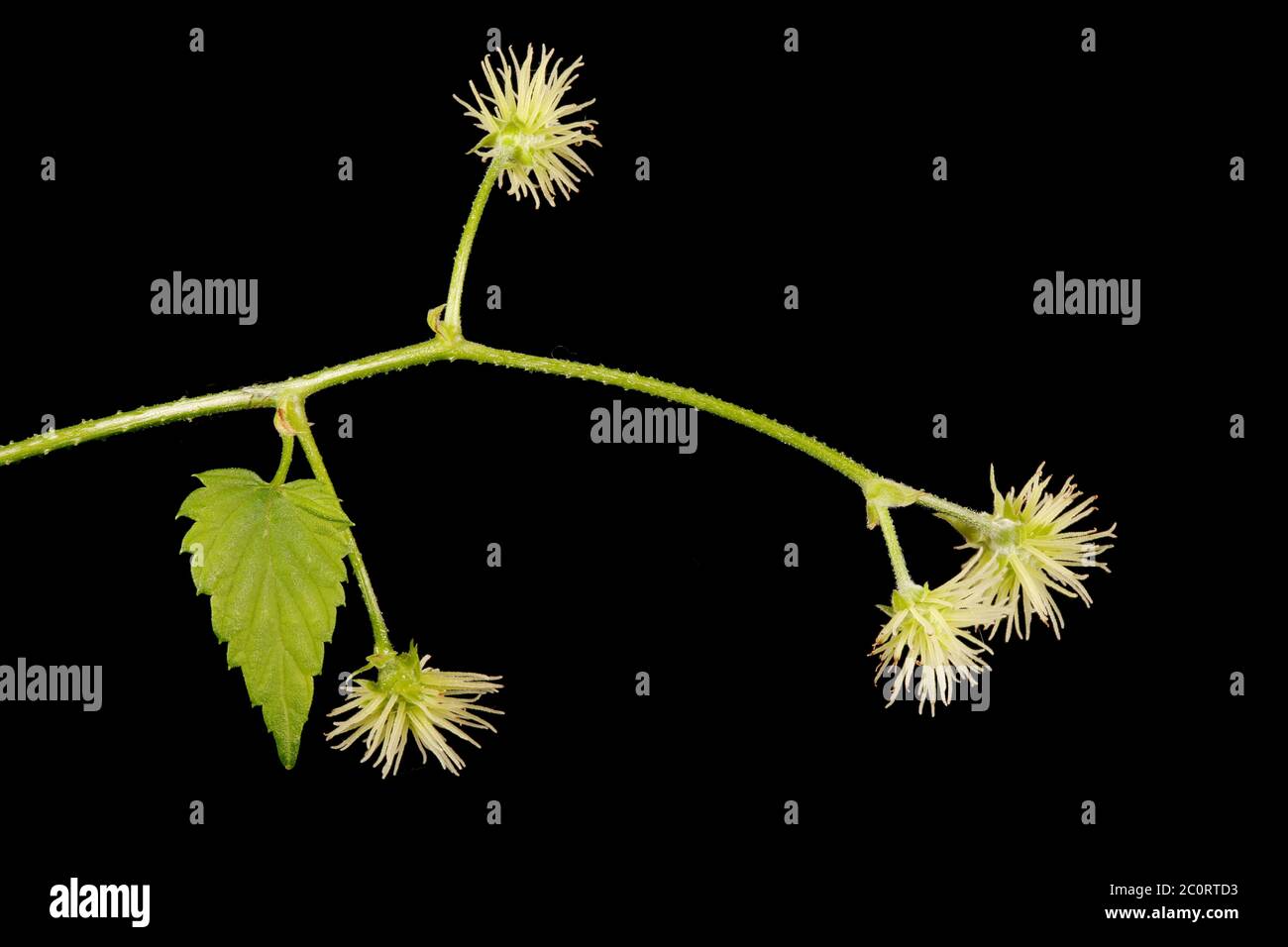 Female Inflorescence High Resolution Stock Photography and Images - Alamy