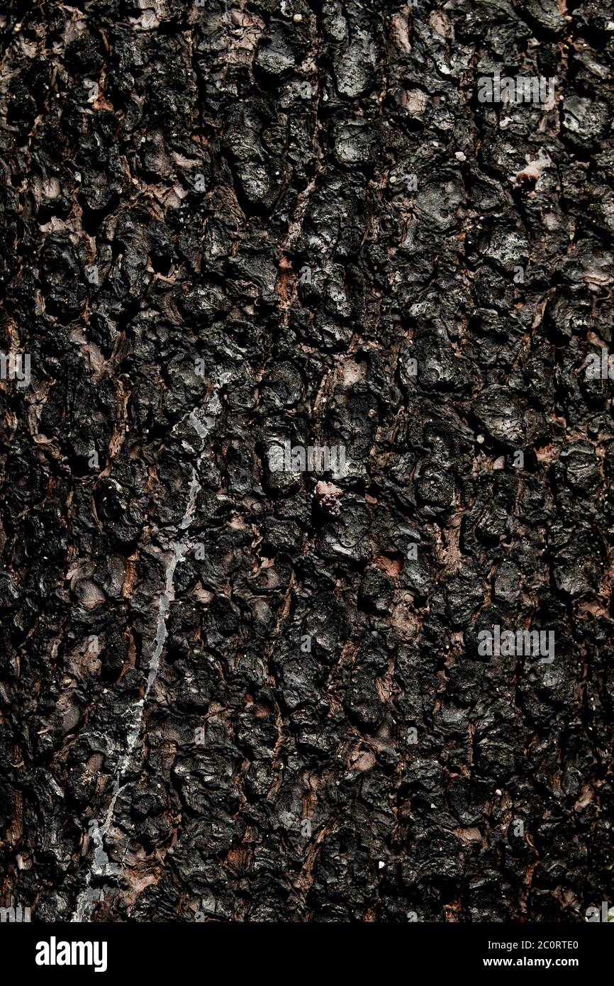 Burned tree bark texture after a forest fire Stock Photo - Alamy
