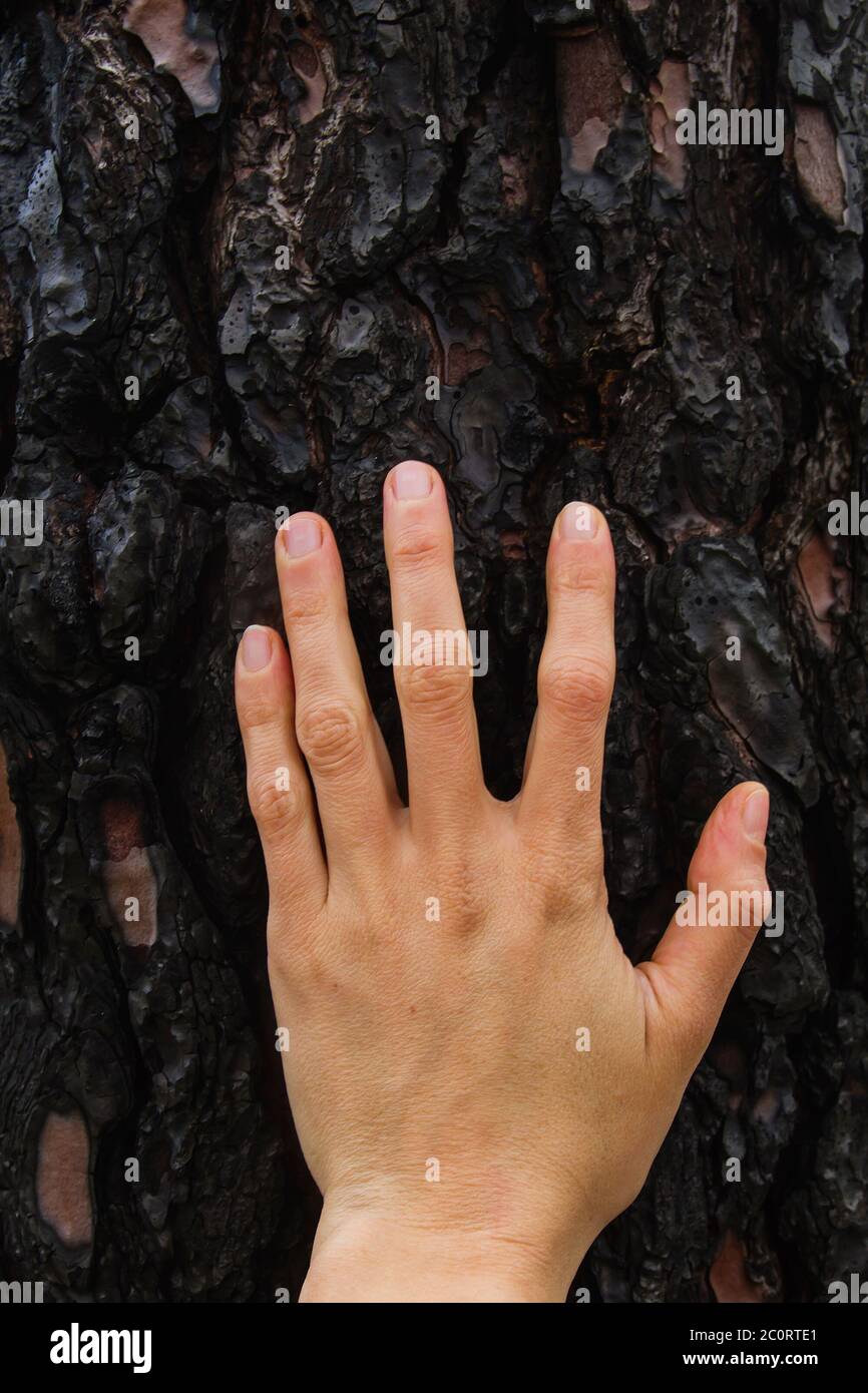 Human hand touching the bark of a burned tree trunk after a wildfire ...