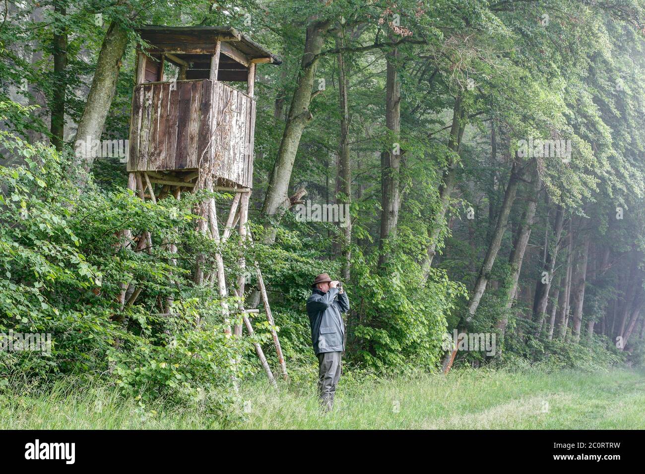 On a foggy rainy day a hunter stands in front of his huting pulpit at the edge of the forest and watches his hunting area through binoculars Stock Photo Alamy