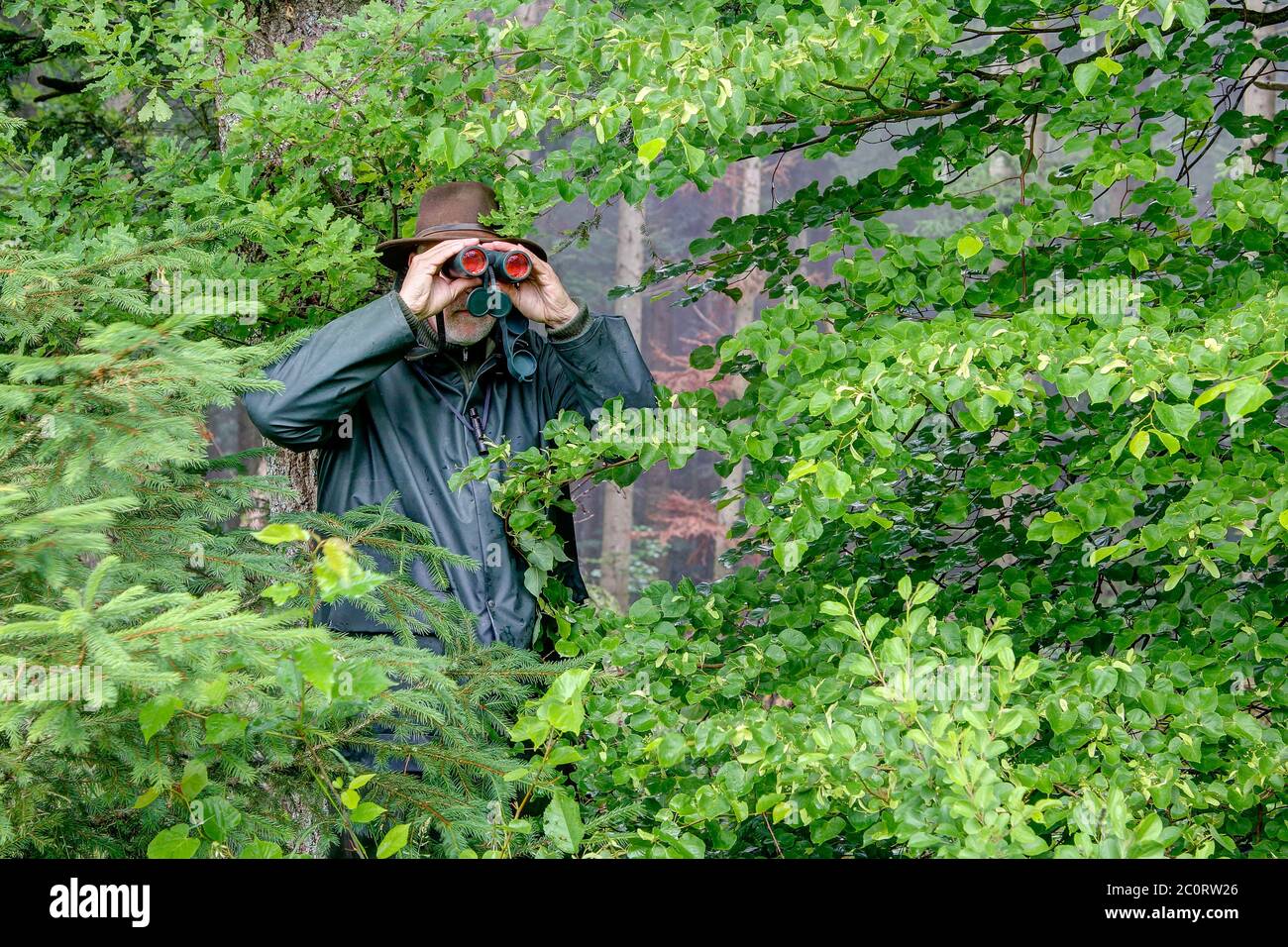 Well camouflaged between the bushes, a hunter observes the hunting area ...