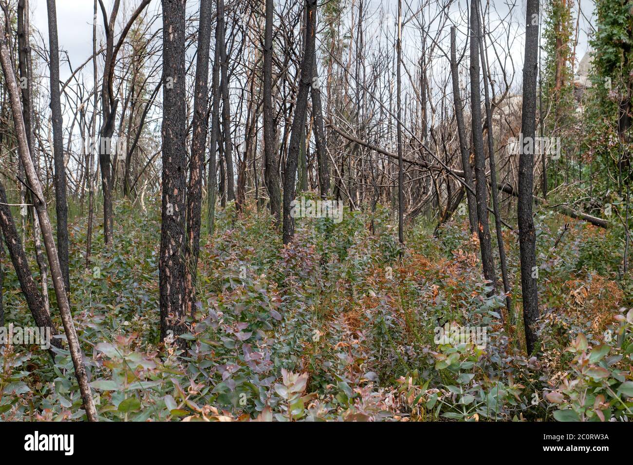 Eucalyptus pyrophyte trees growing in a burned land in Galicia, Spain ...
