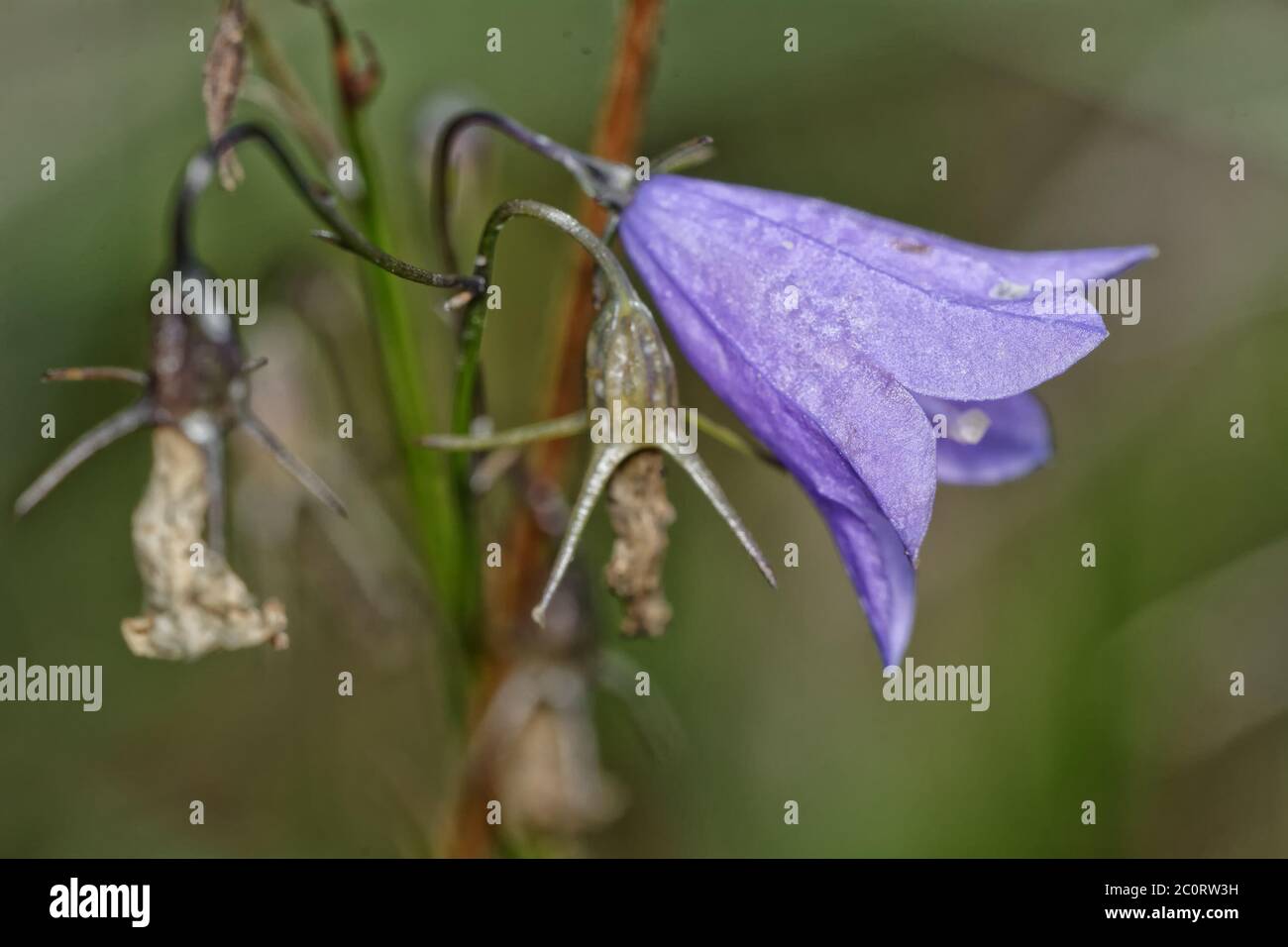 Violet bell hi-res stock photography and images - Alamy