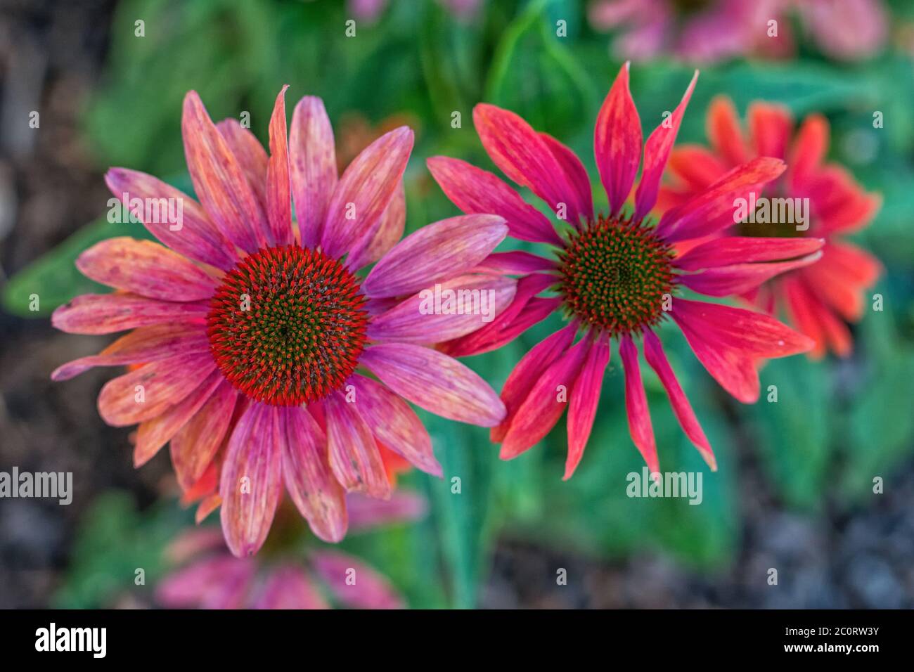Nice red flowers Stock Photo - Alamy