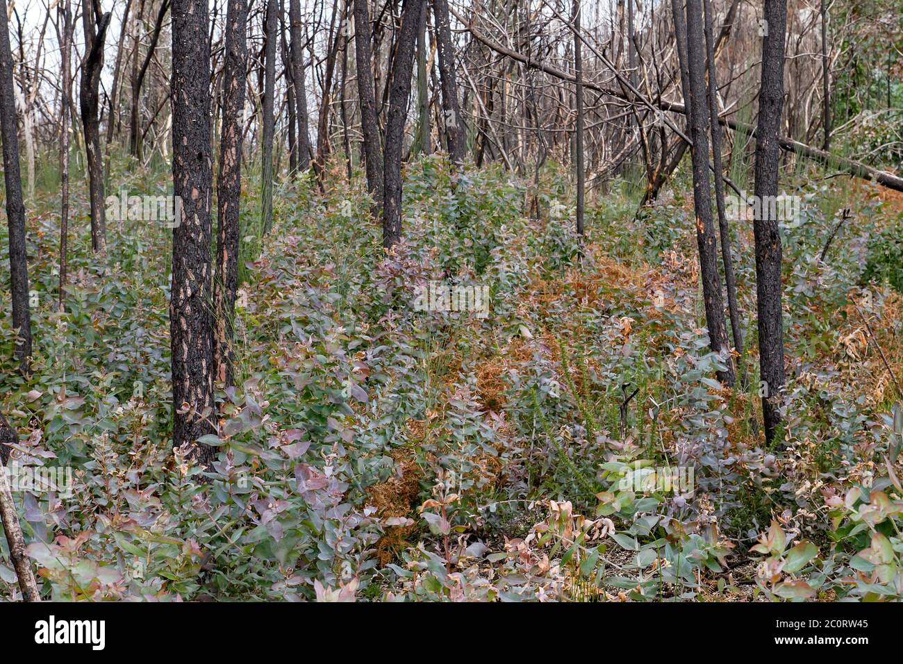 Eucalyptus pyrophyte trees growing in a burned land in Galicia, Spain ...