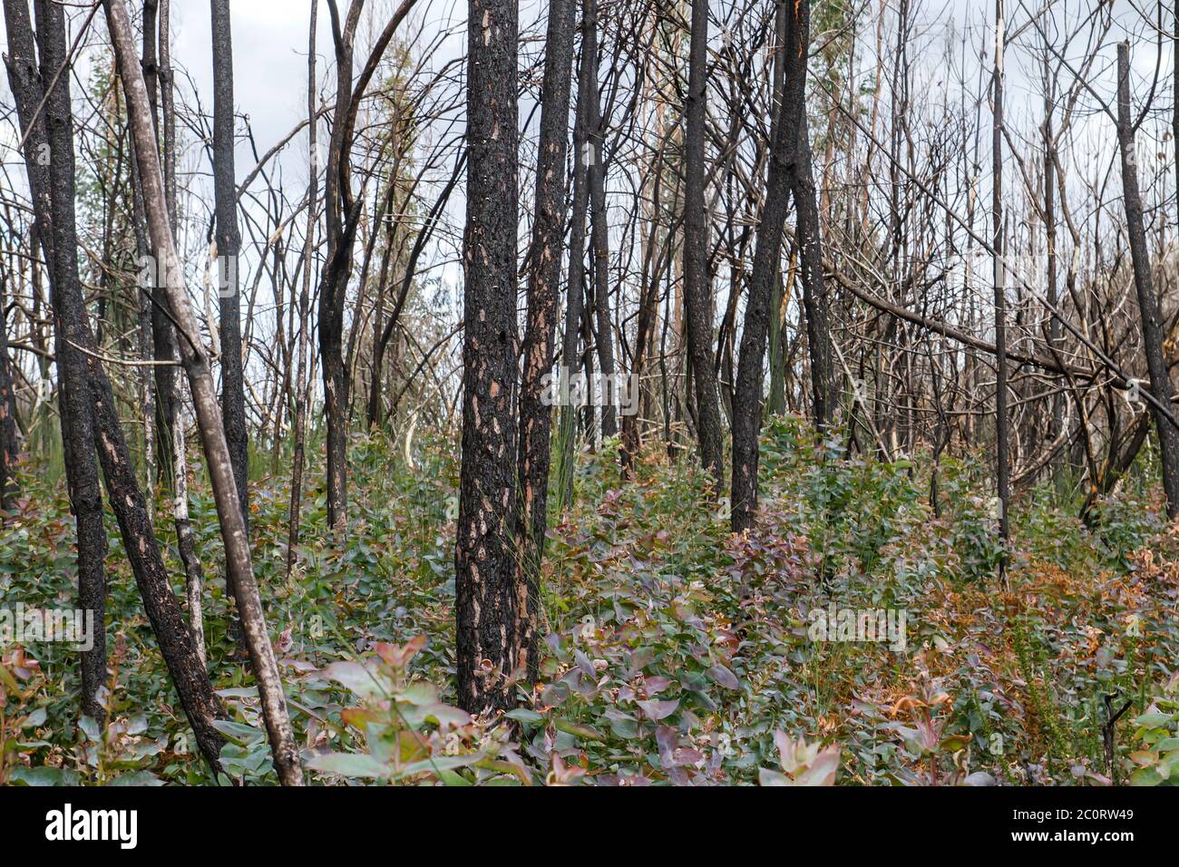 Eucalyptus pyrophyte trees growing in a burned land in Galicia, Spain ...