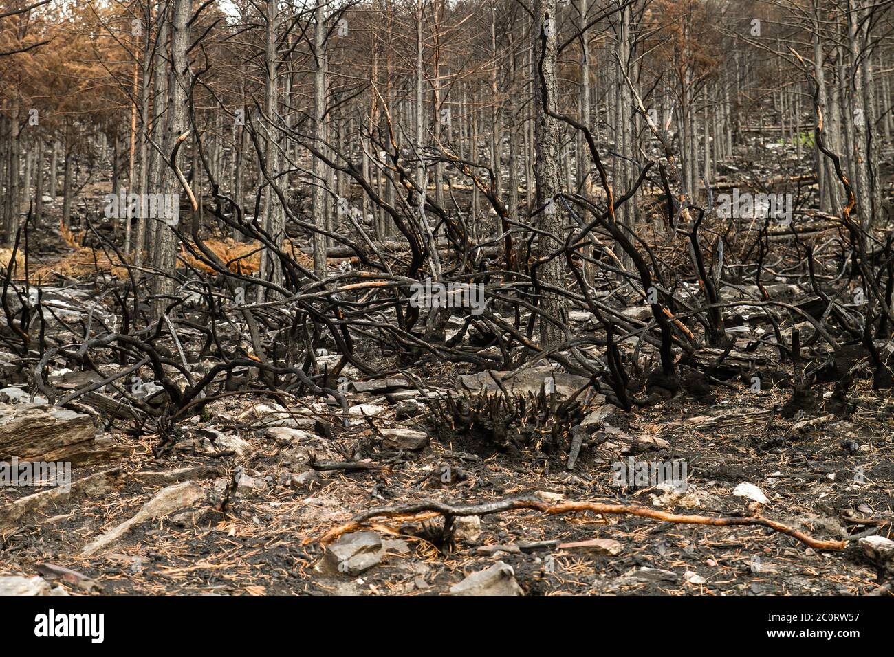 Landscape after a wildfire Stock Photo - Alamy