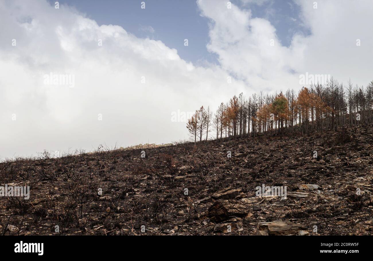 Landscape after a wildfire Stock Photo - Alamy