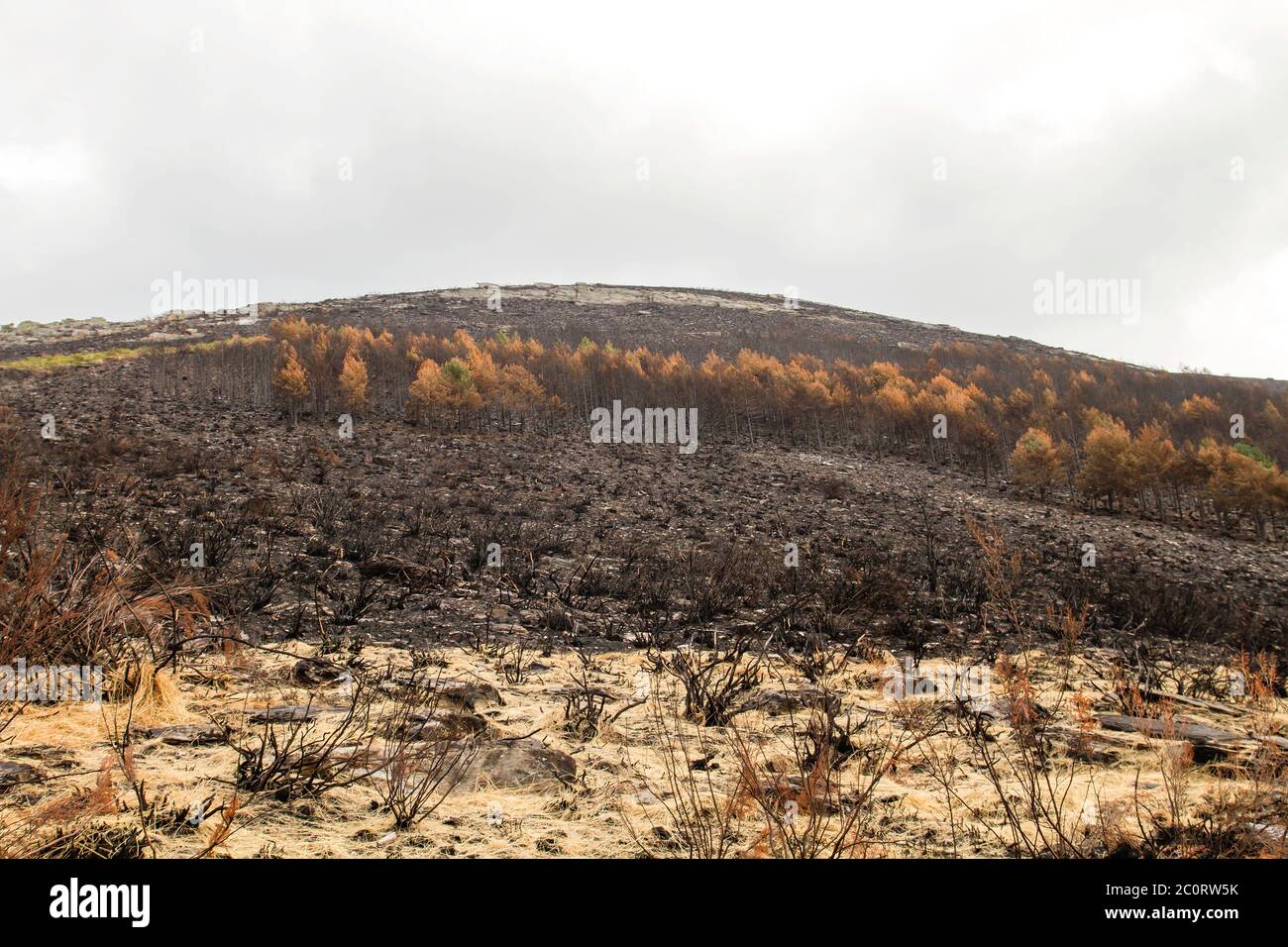 Landscape after a wildfire Stock Photo - Alamy