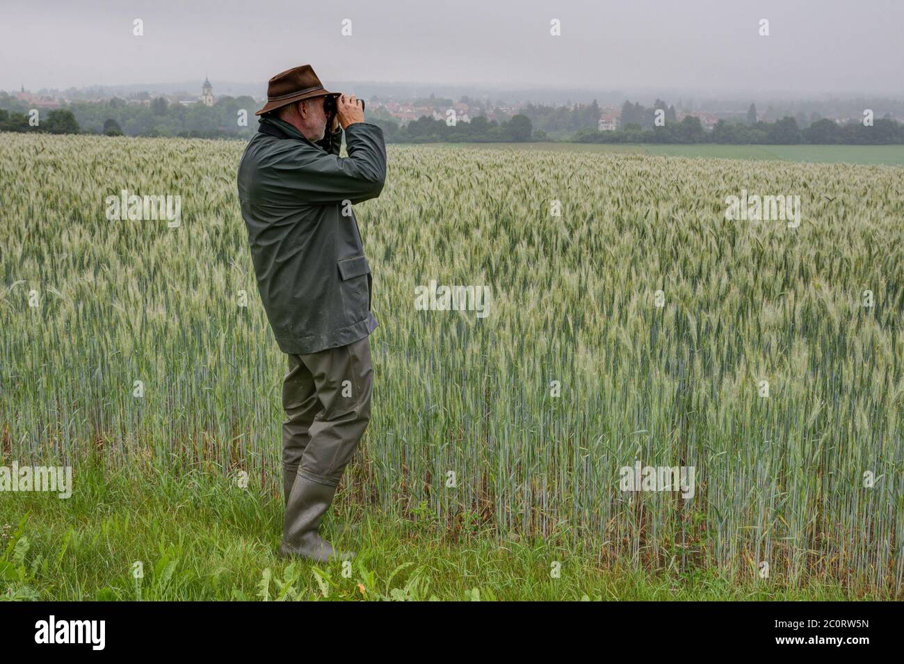 A hunter stands by a wheat field and observes his hunting area through ...