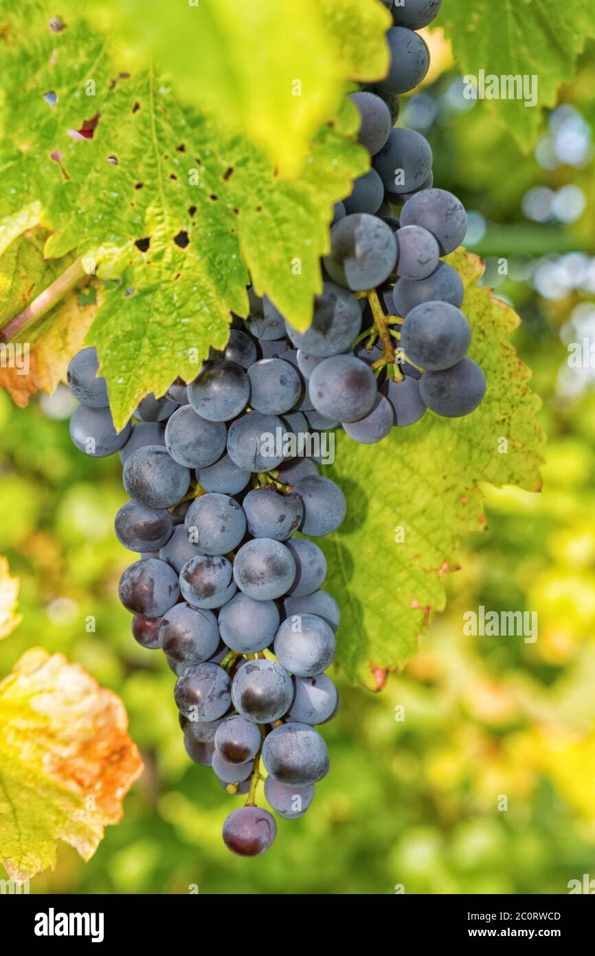 Mature growth grapes hi-res stock photography and images - Alamy