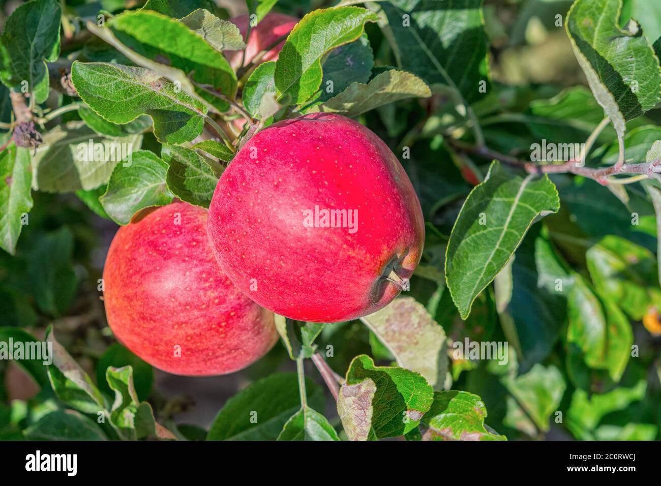 Beautiful apples hi-res stock photography and images - Alamy