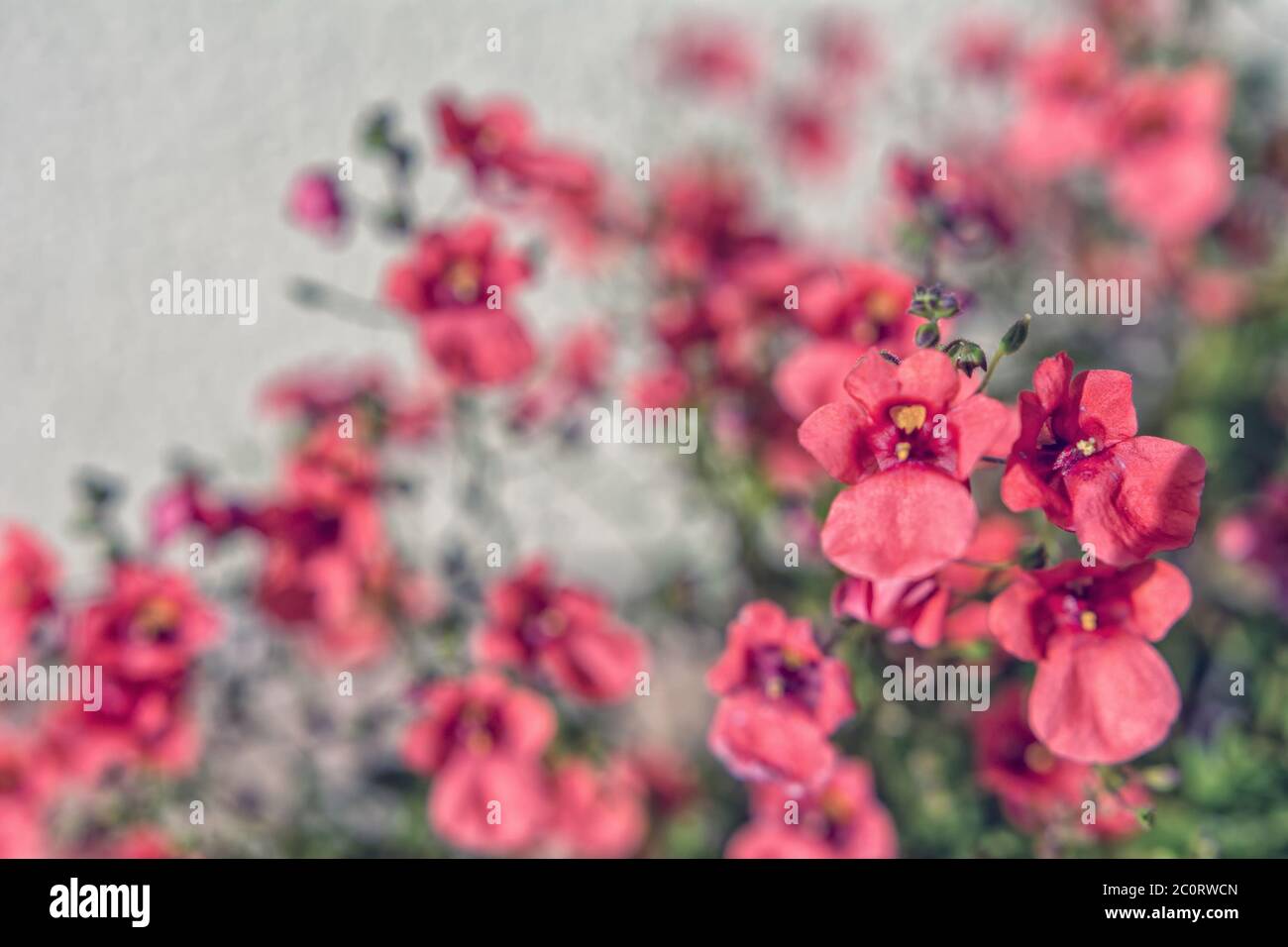 Nice red flowers Stock Photo - Alamy