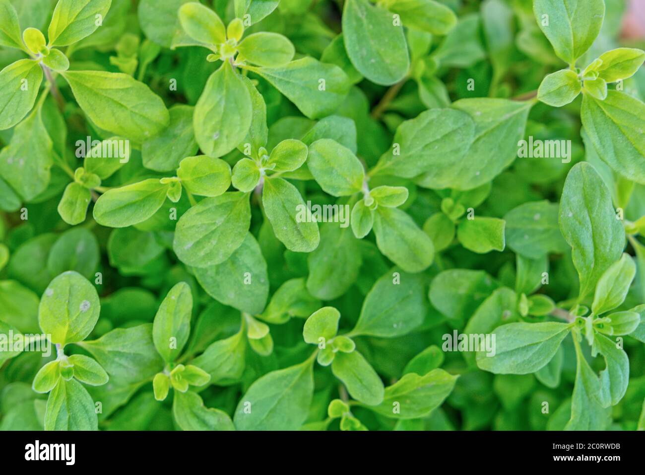 Marjoram garden hi-res stock photography and images - Alamy