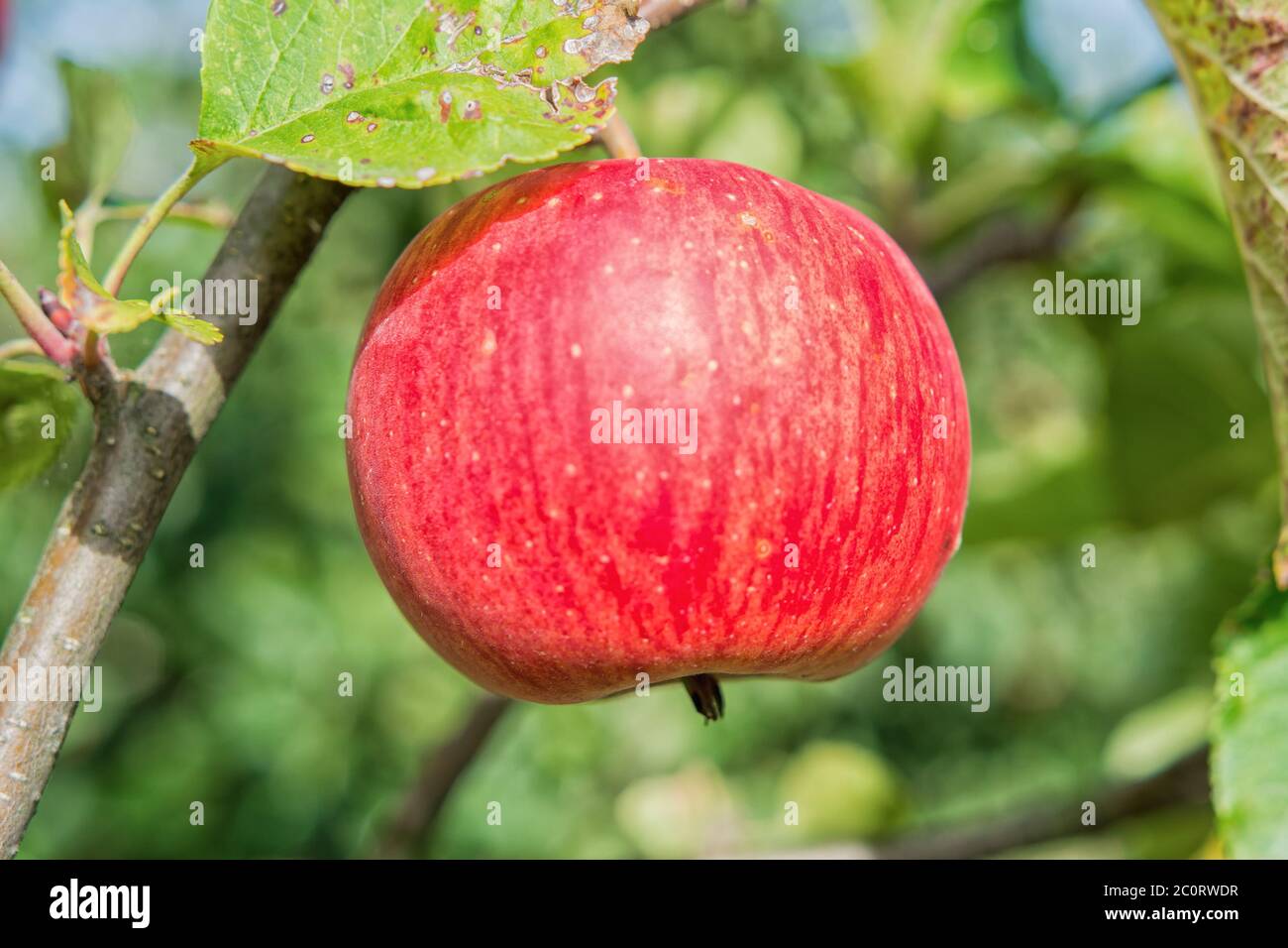 Beautiful red apple Stock Photo - Alamy