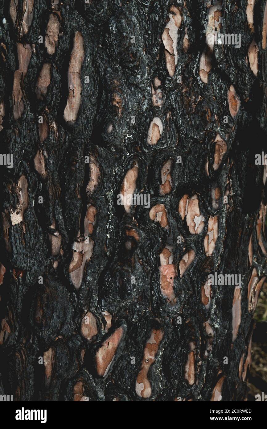 Burned tree bark texture after a forest fire Stock Photo - Alamy