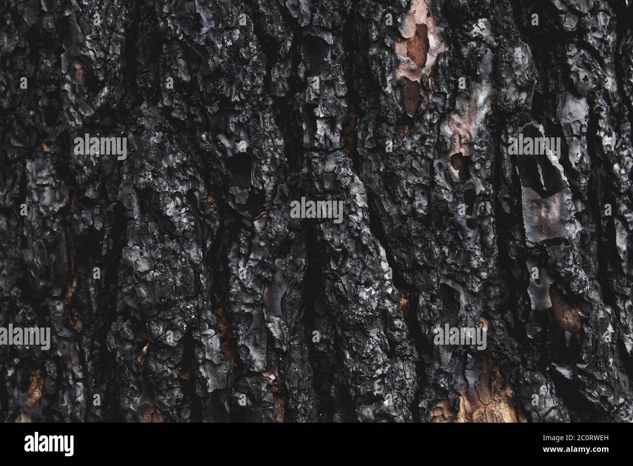 Burned tree bark texture after a forest fire Stock Photo - Alamy