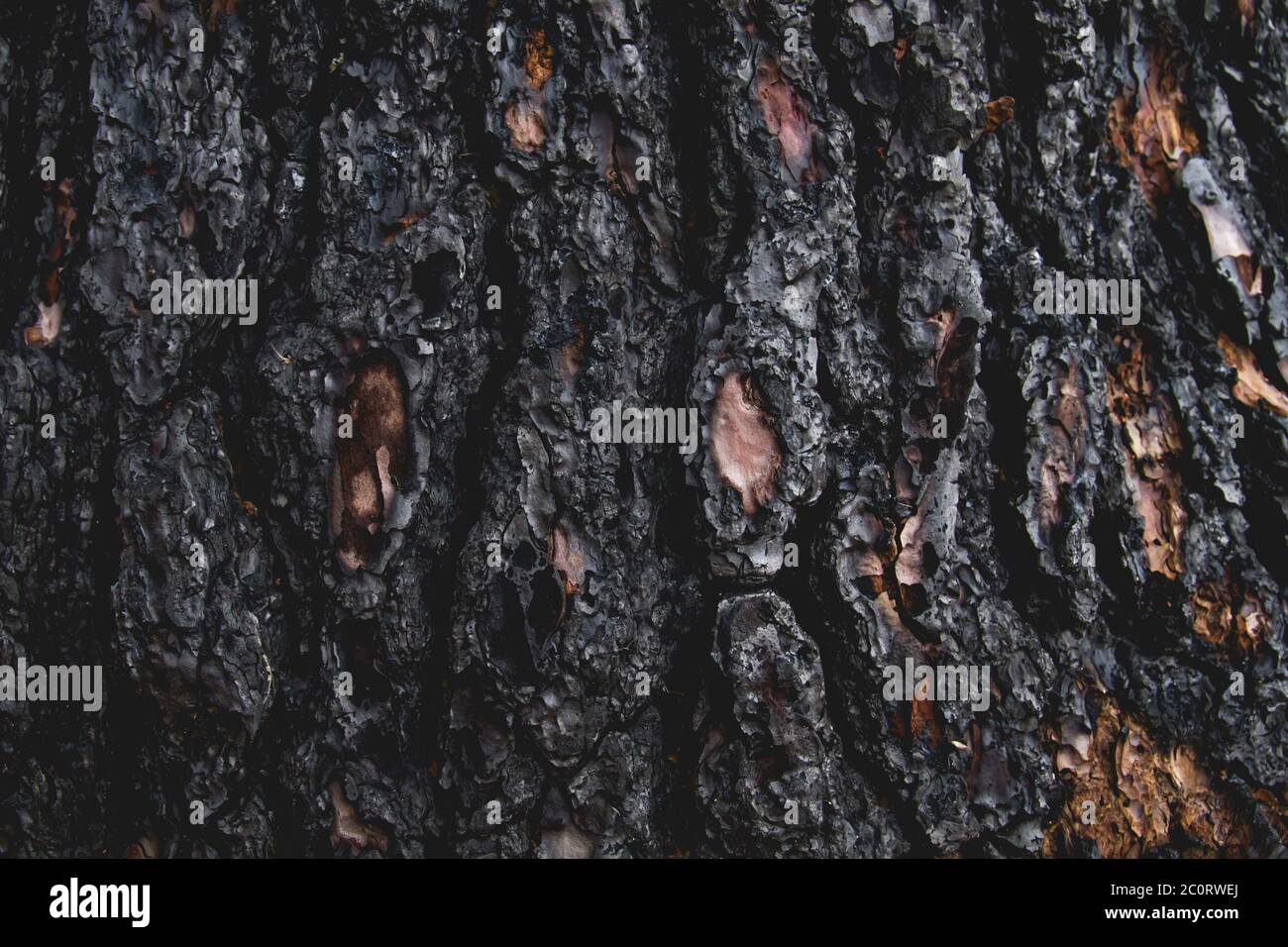 Burned tree bark texture after a forest fire Stock Photo - Alamy