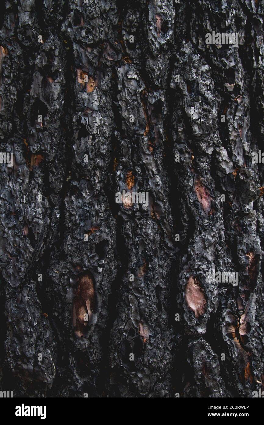 Burned tree bark texture after a forest fire Stock Photo - Alamy