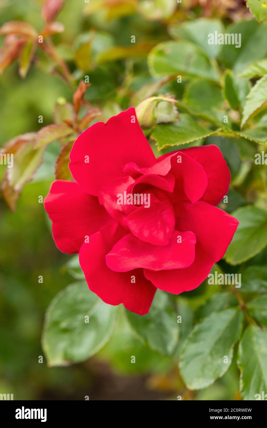 Frensham hi-res stock photography and images - Alamy