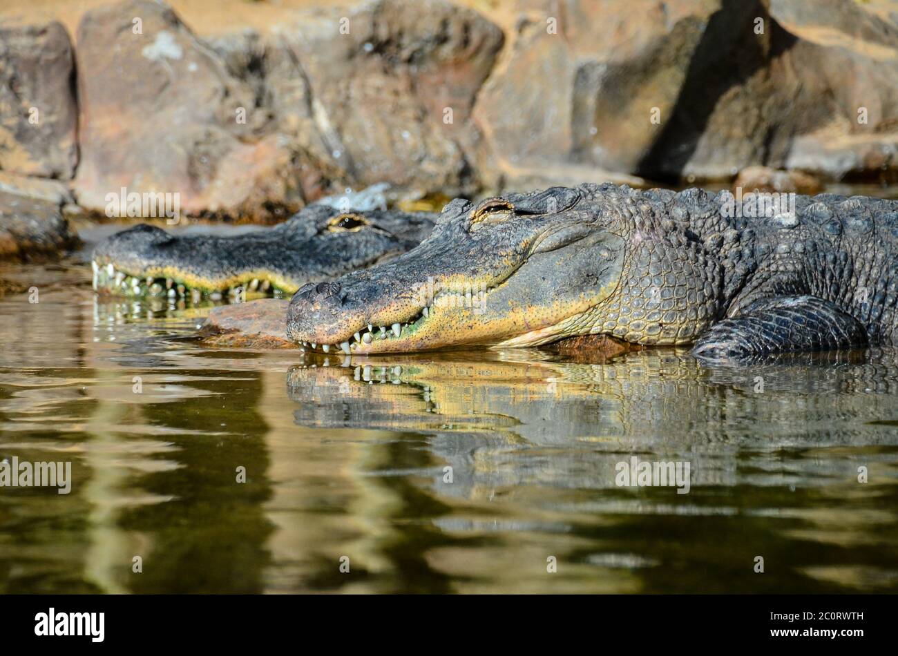 Amphibian Prehistoric Crocodile Stock Photo - Alamy