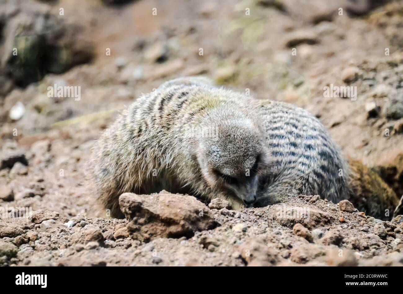 Small carnivore hi-res stock photography and images - Alamy