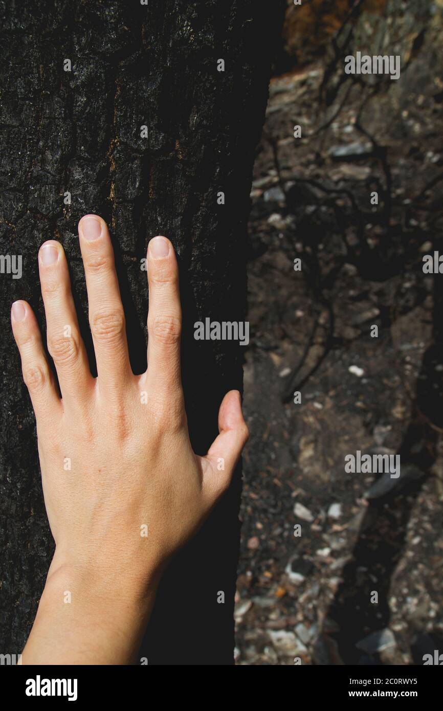 Human hand touching the bark of a burned tree trunk after a wildfire ...