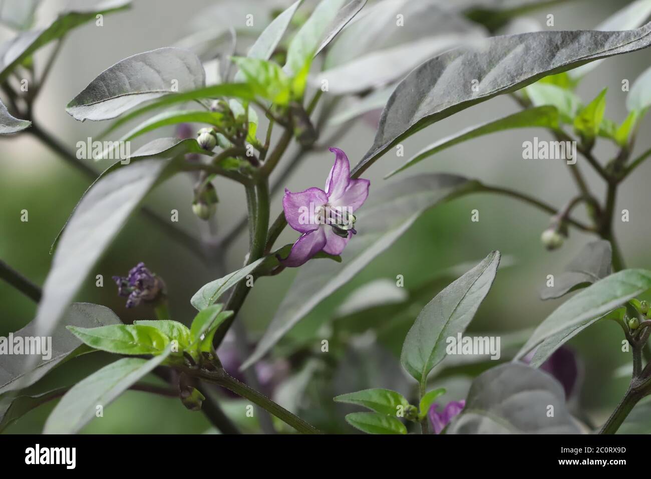 Purple chili pepper Stock Photo - Alamy