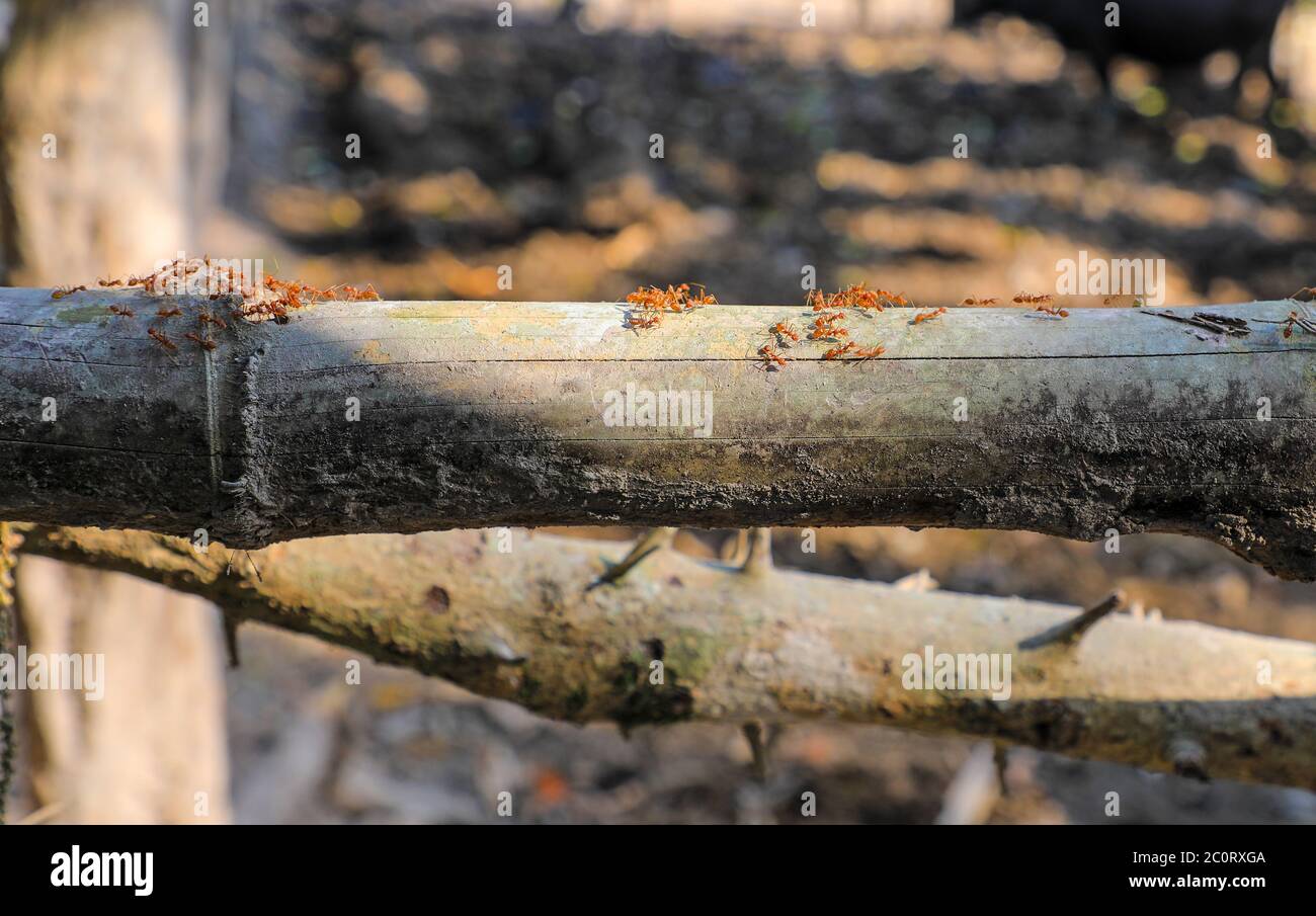 Red Weaver ants (Oecophylla smaragdina) crawling on a bamboo cane ...