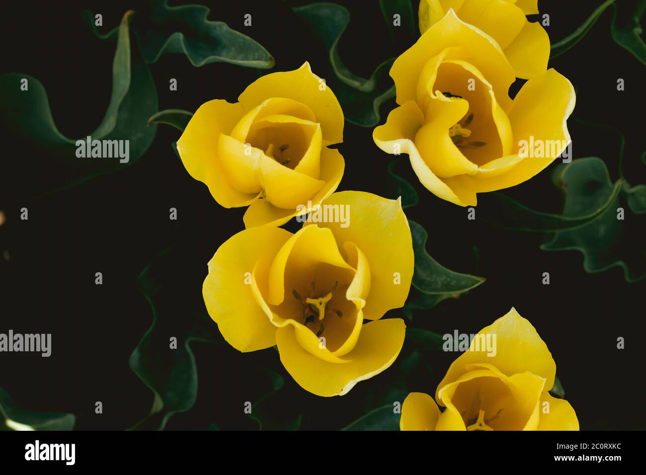 Detail of yellow tulip flowers Stock Photo - Alamy