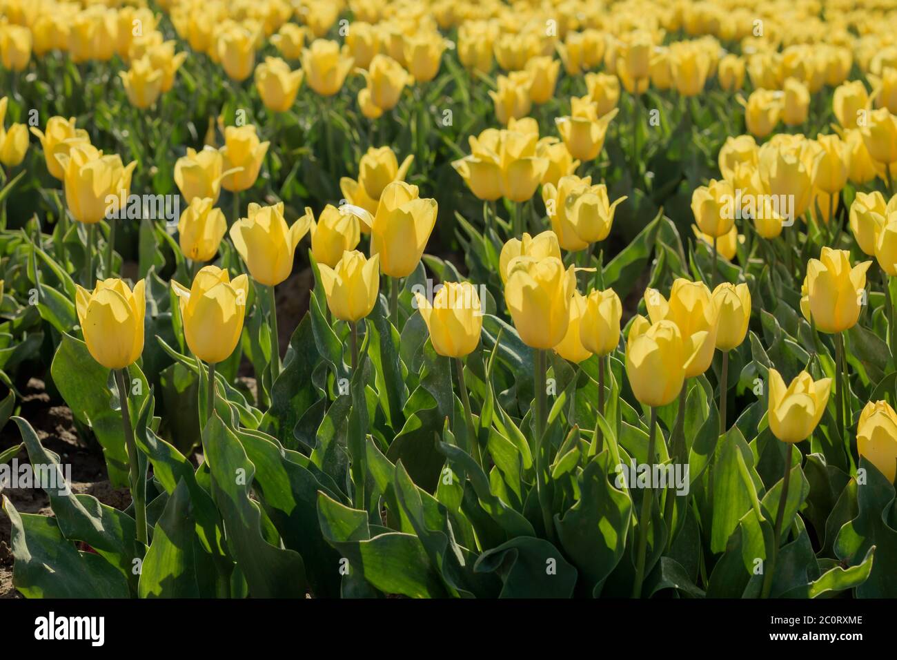 Colorful tulip fields landscape in bloom Stock Photo - Alamy