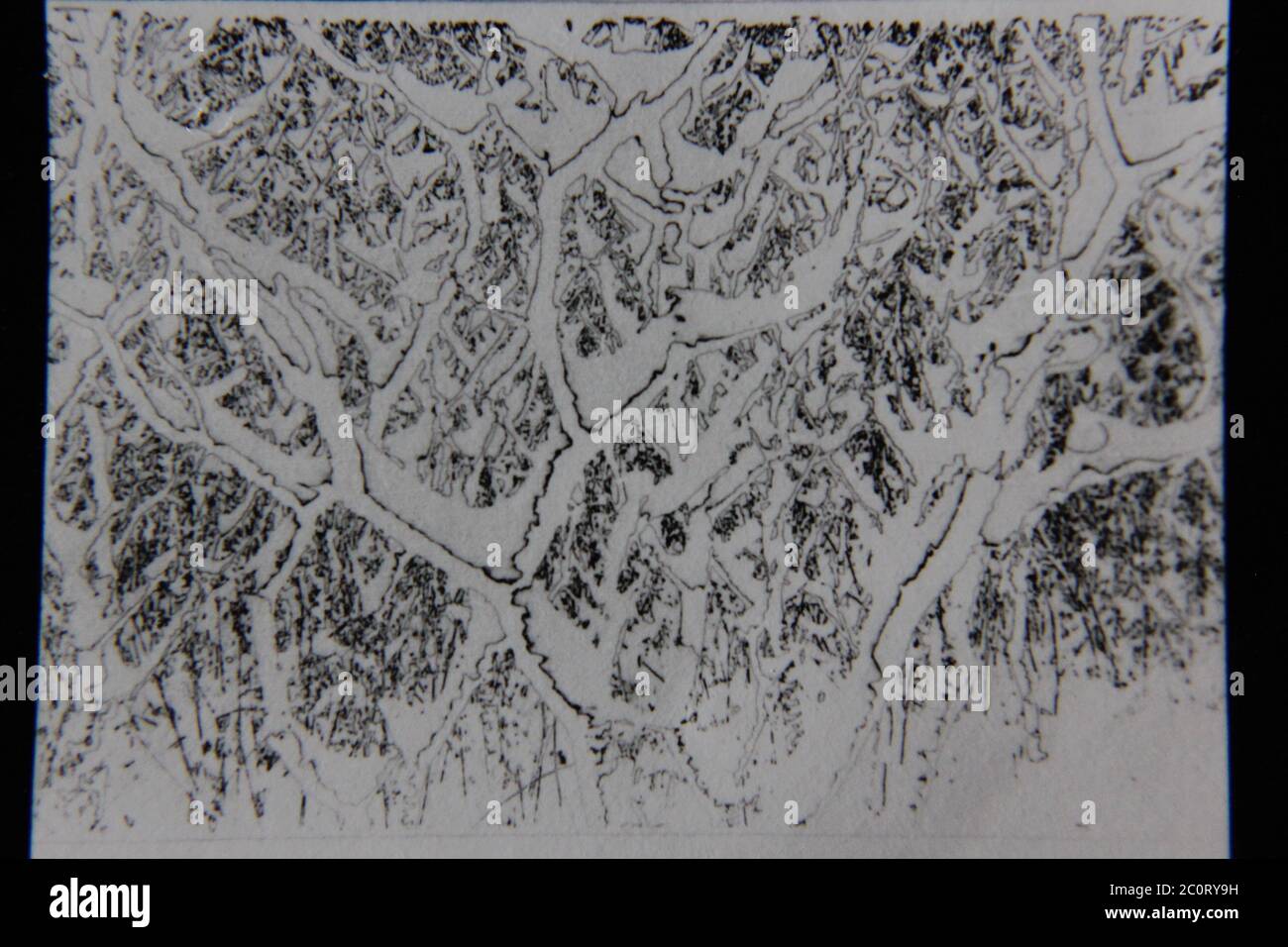 Fine 1970s vintage black and white photography of the beauty of nature ...