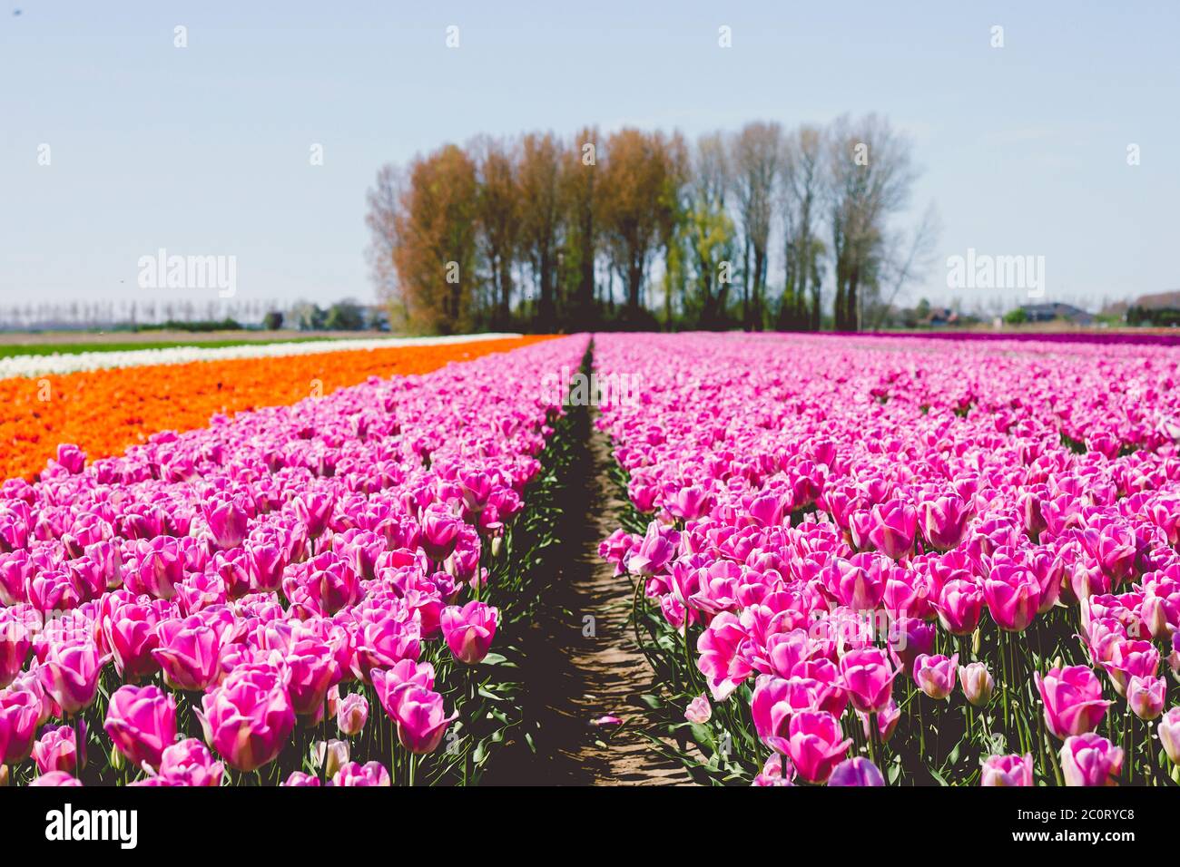 Colorful tulip fields landscape in bloom Stock Photo - Alamy