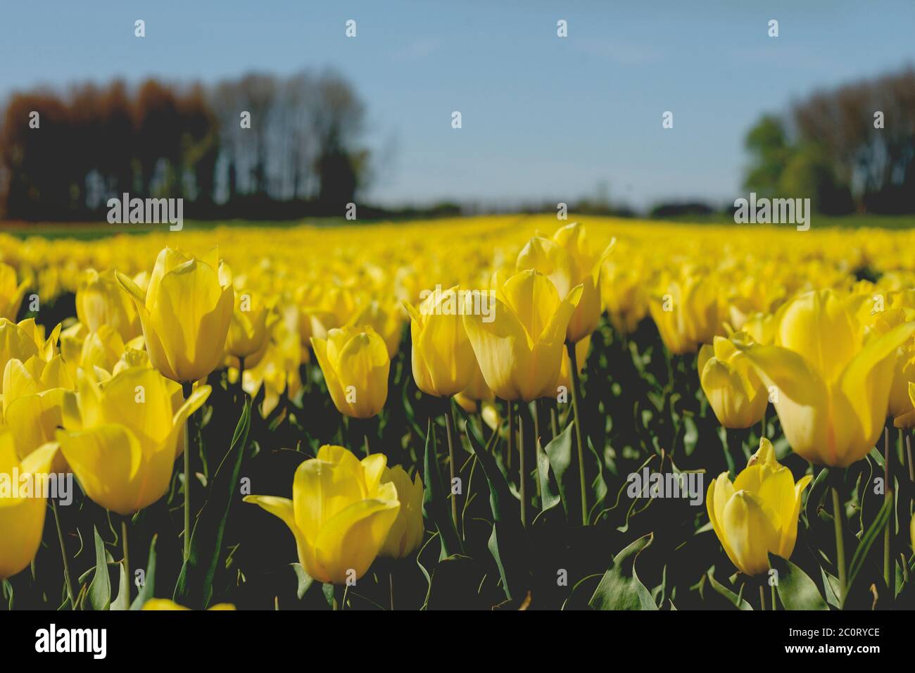 Colorful tulip fields landscape in bloom Stock Photo - Alamy